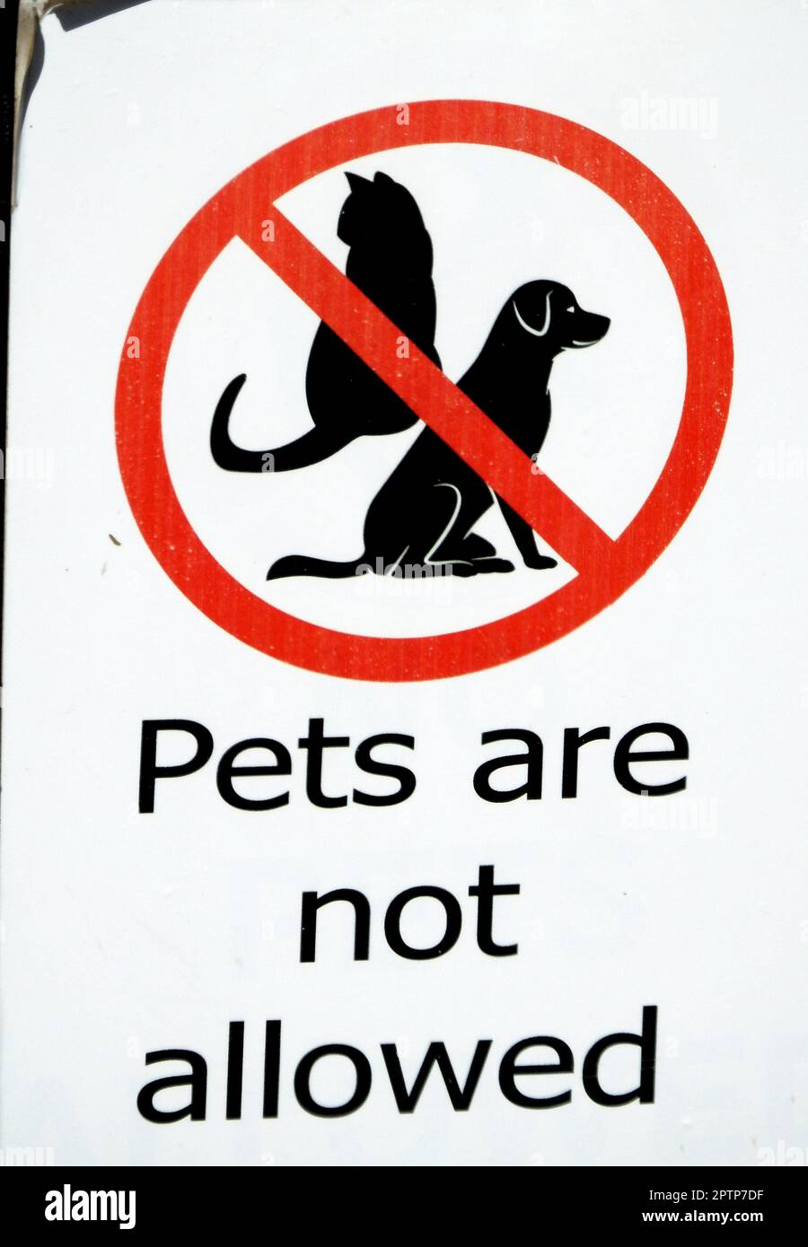 No Dogs Allowed Cat