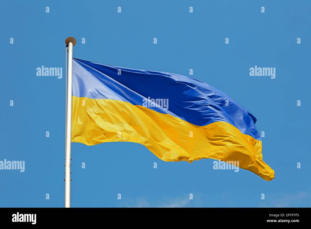National flag of Ukraine flying and waving in the wind on flagstaff ...