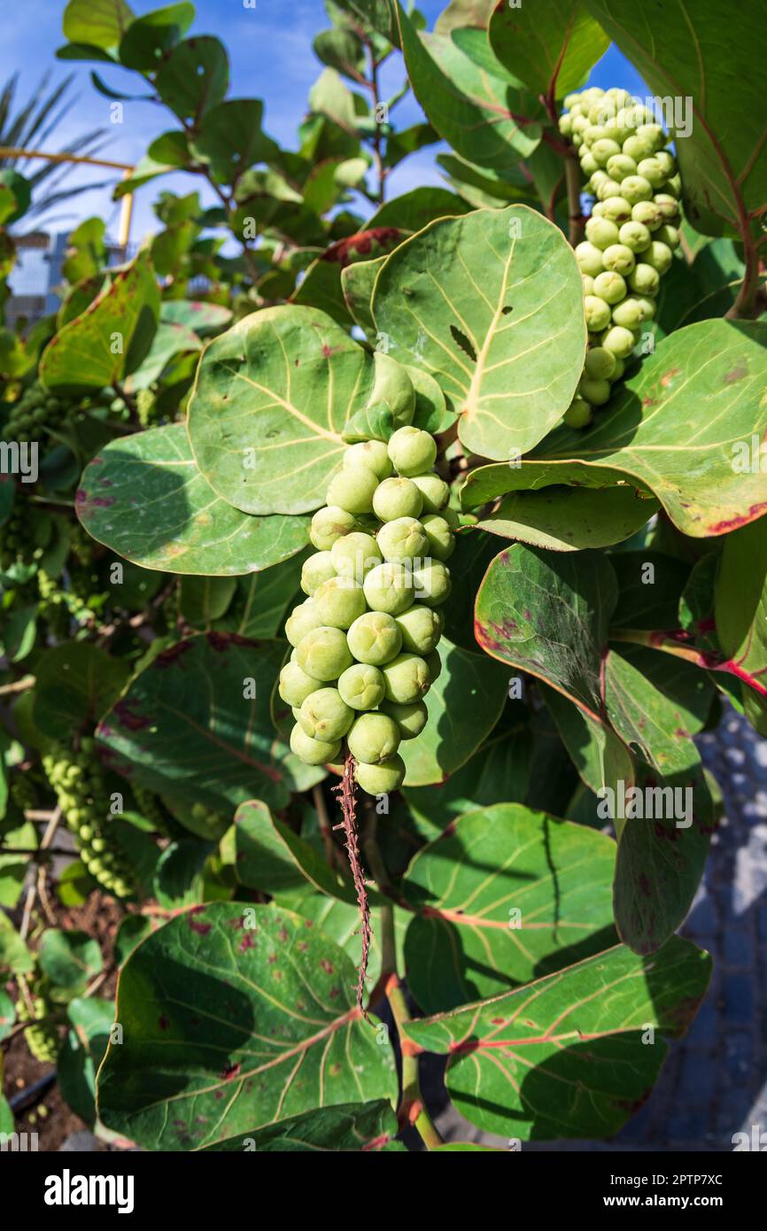 The fruit of the evergreen plant Coccoloba uvifera. Tenerife. Canary ...