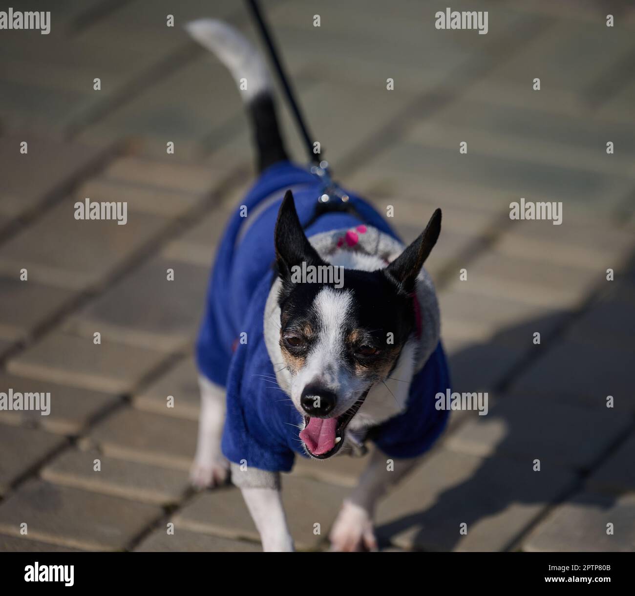 Dog on a leash walking down the street Stock Photo - Alamy