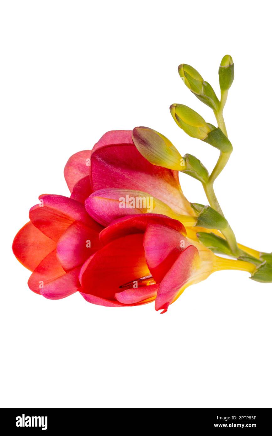 Single stem of a red flower freesia isolated on white background, close ...