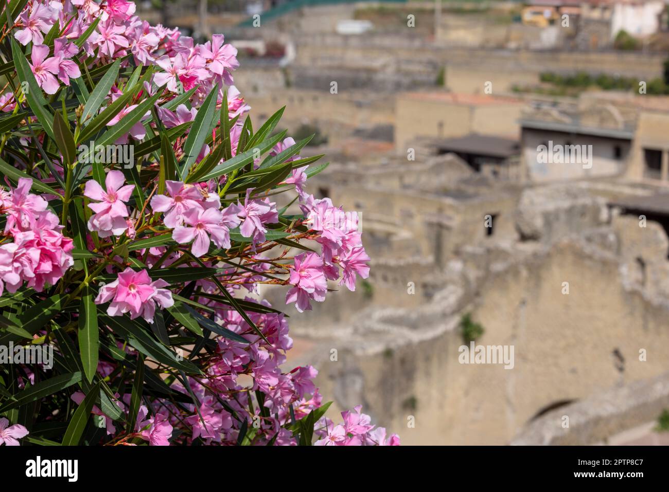Pink flowers of a blooming bush on a background of ruins of an ancient ...
