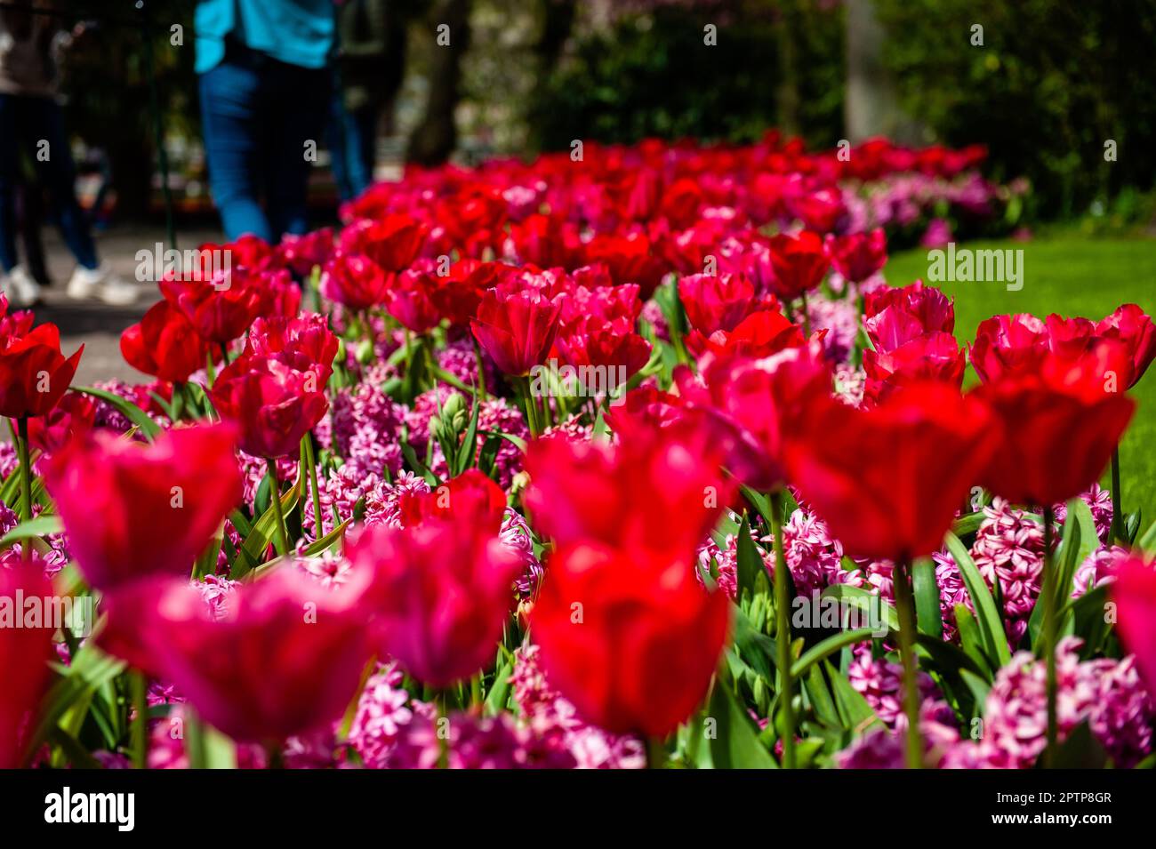 April 23rd, Lisse. Keukenhof is also known as the Garden of Europe one ...