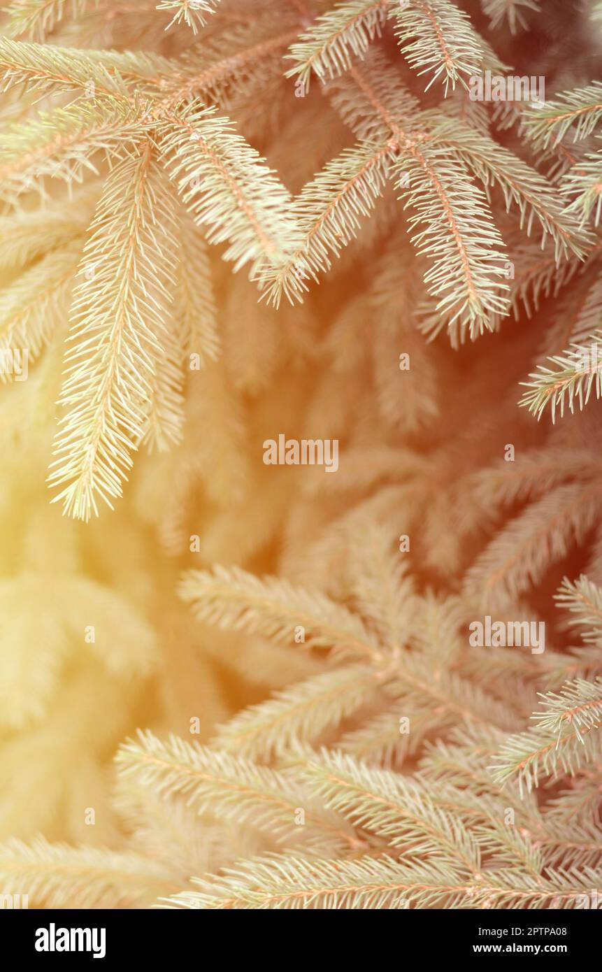 Branches of blue fir close up. Blue or prickly spruce Picea pungens ...