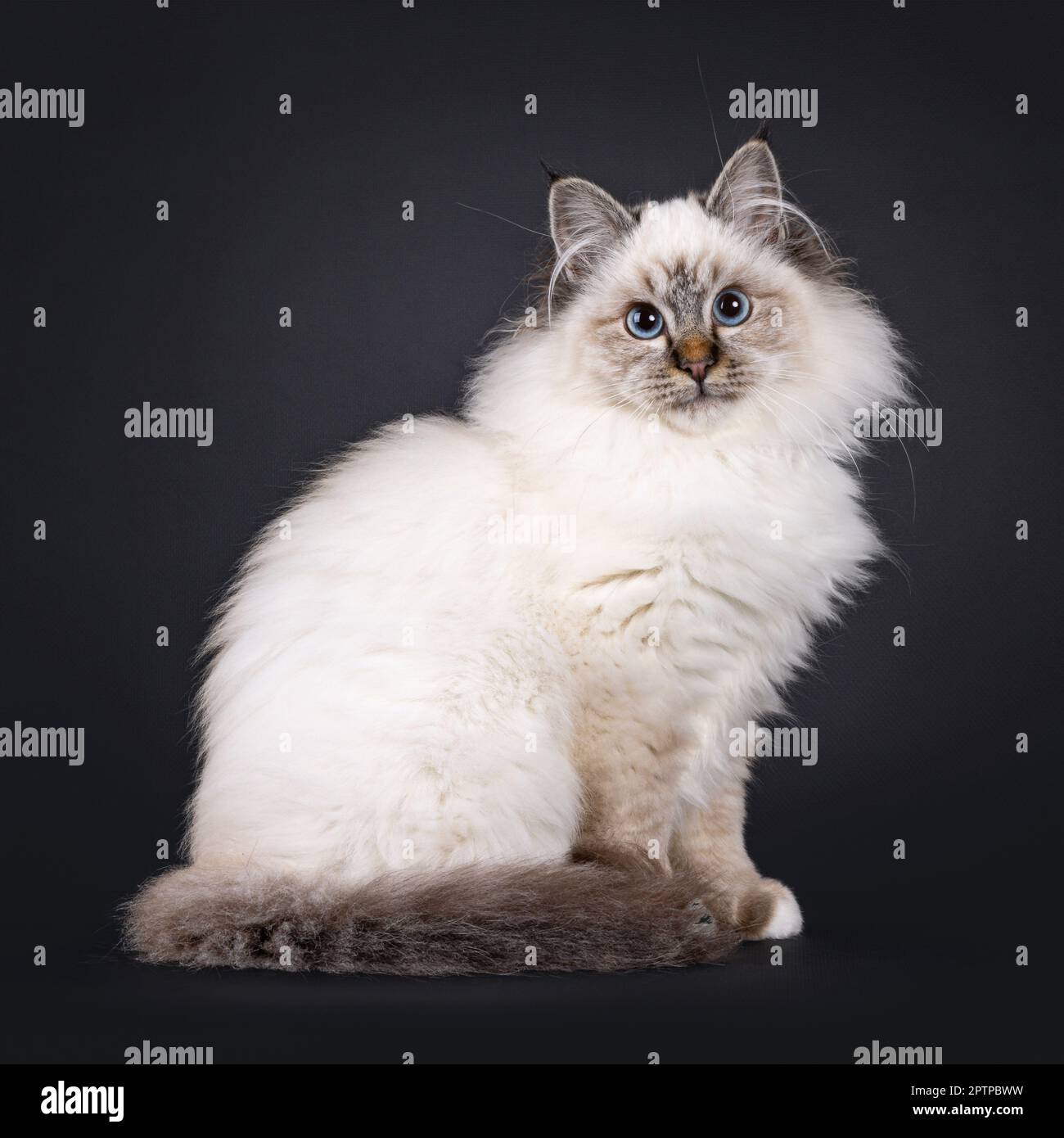 Super cute tabby point fluffy Sacred Birman cat kitten, sitting side ...