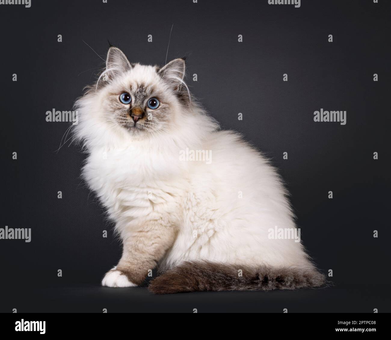 Super cute tabby point fluffy Sacred Birman cat kitten, sitting side ...