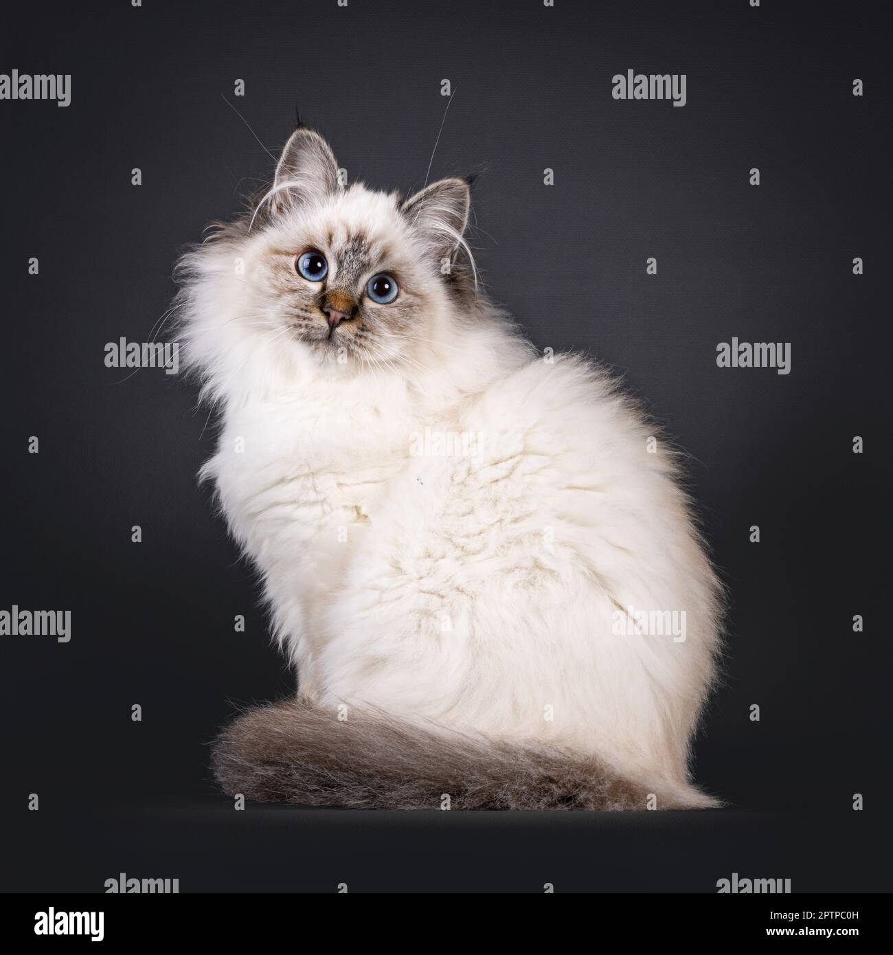 Super cute tabby point fluffy Sacred Birman cat kitten, sitting side ...