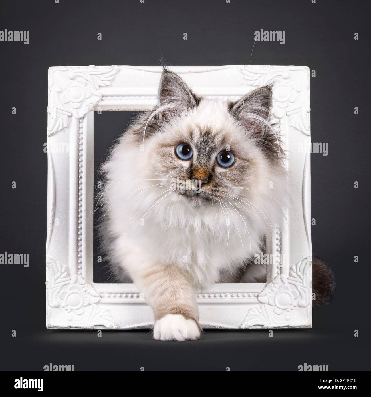 Super cute tabby point fluffy Sacred Birman cat kitten, stepping ...
