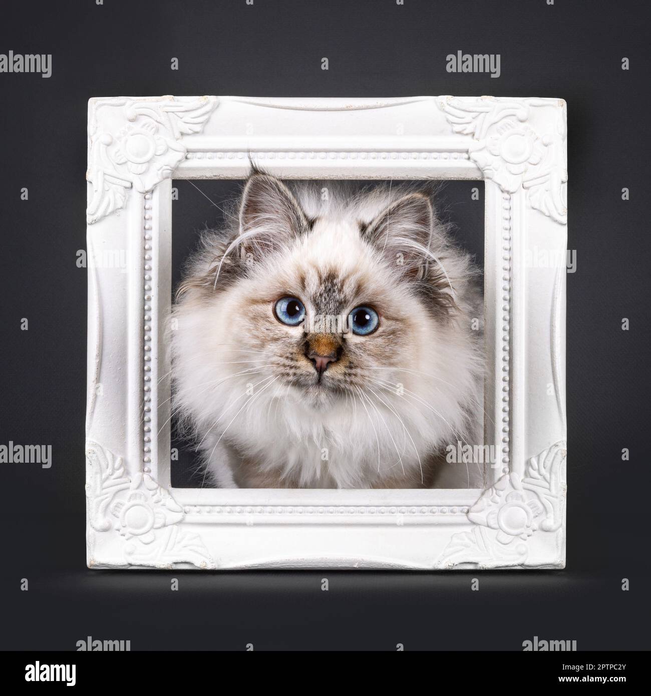 Super cute tabby point fluffy Sacred Birman cat kitten, looking ...