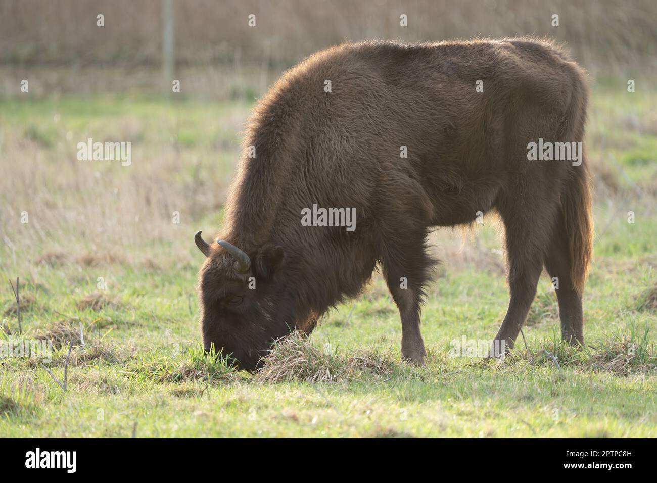 Animal eating breakfast hi-res stock photography and images - Alamy