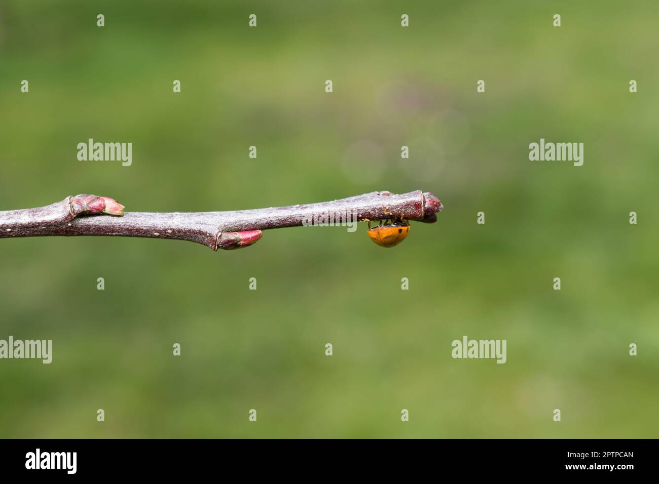 Ladybug on apple tree hi-res stock photography and images - Alamy