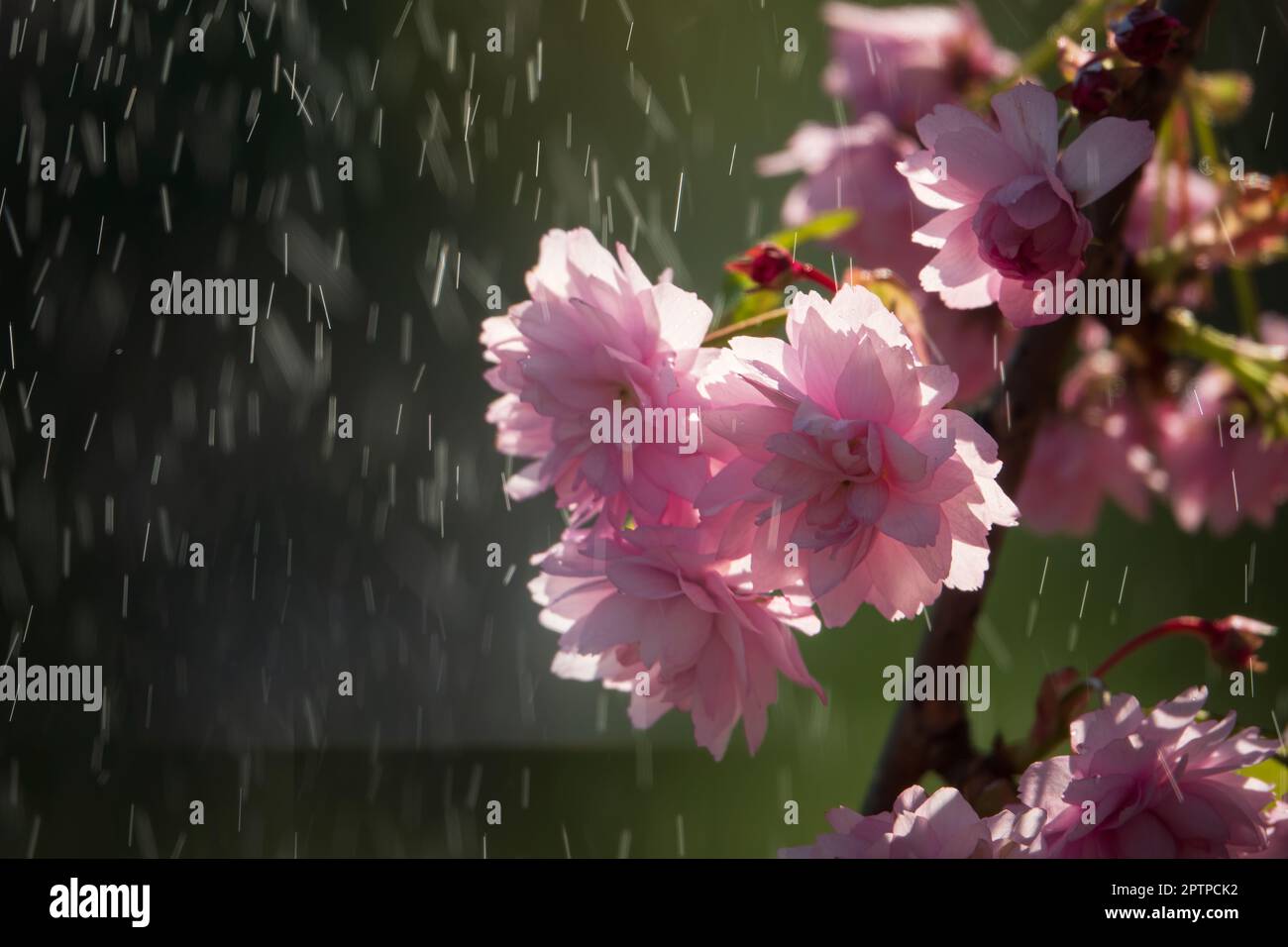Blooming sakura flowers on the rain with backlight. Delicate pink ...