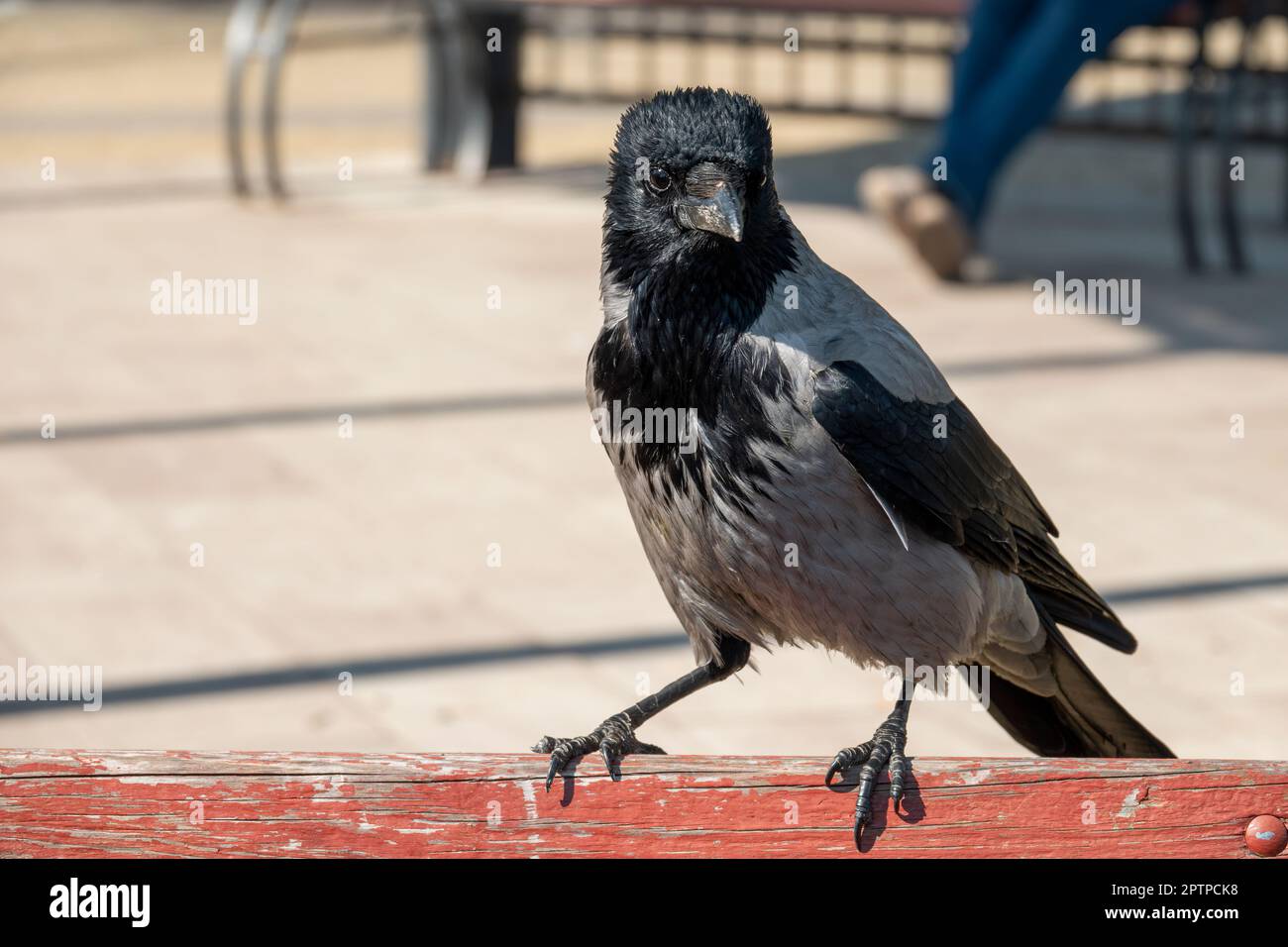 Portrait of funny young crow sitting on the park bench. Common city ...