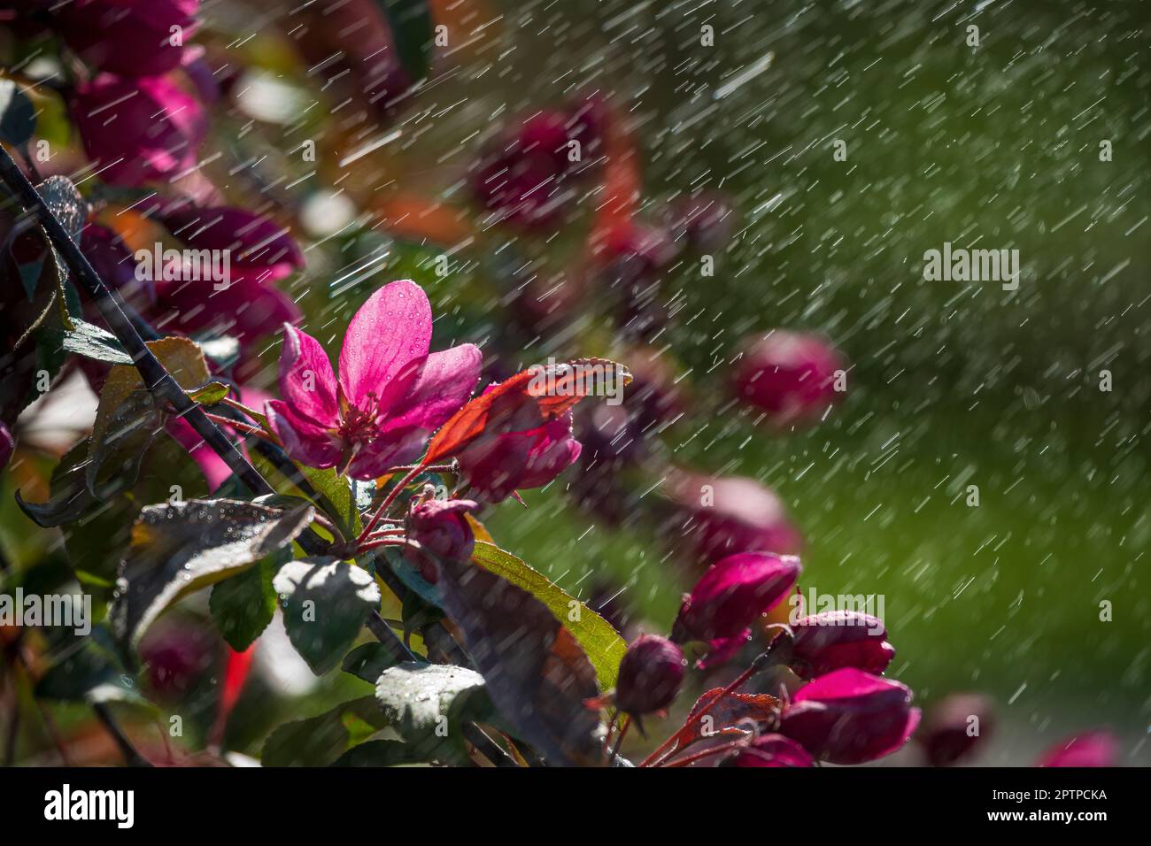 Flowers under the rain hi-res stock photography and images - Alamy