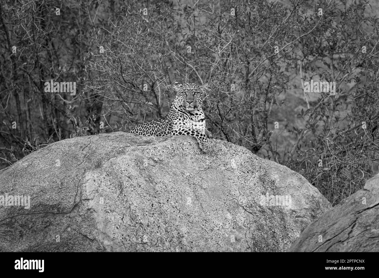 Leopard behind leaves hi-res stock photography and images - Alamy