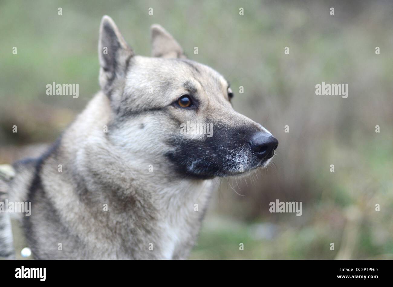 Portrait of a dog breed West Siberian Laika with green field background ...