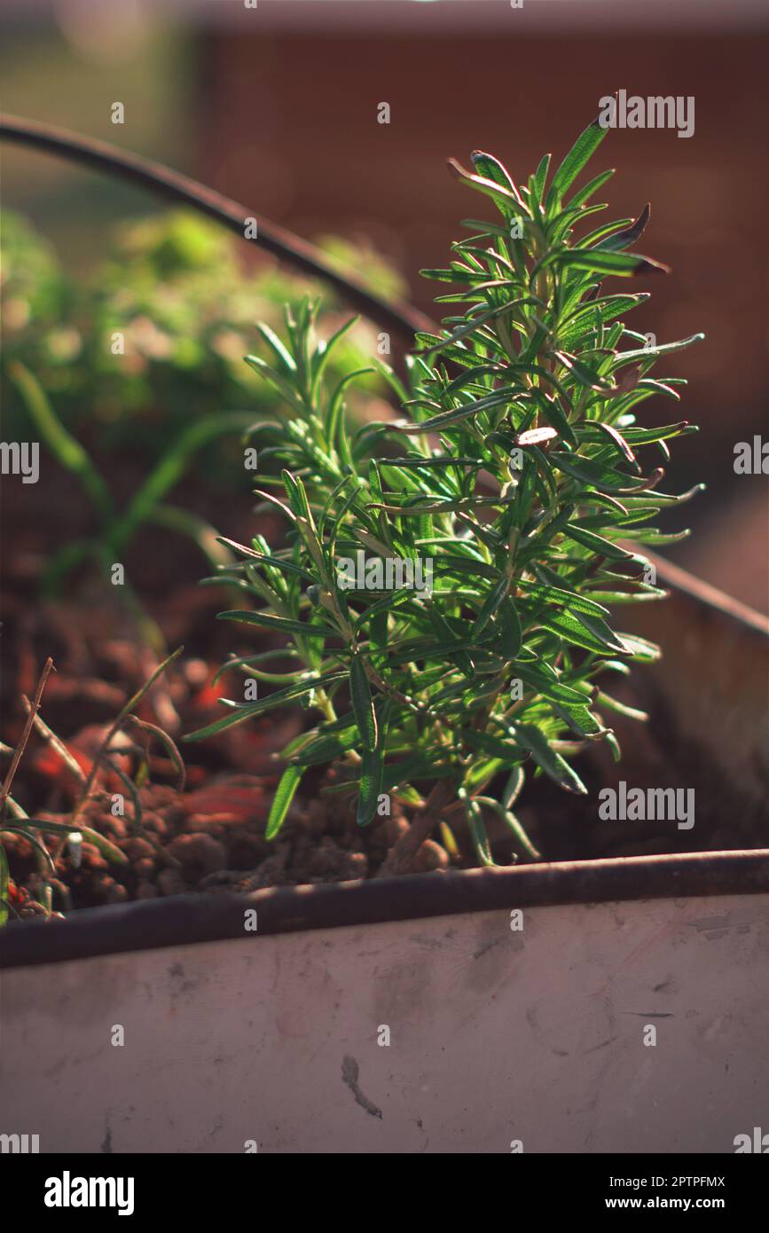 Close up of rosemary plant in a rusty grape harvest bucket Stock Photo ...