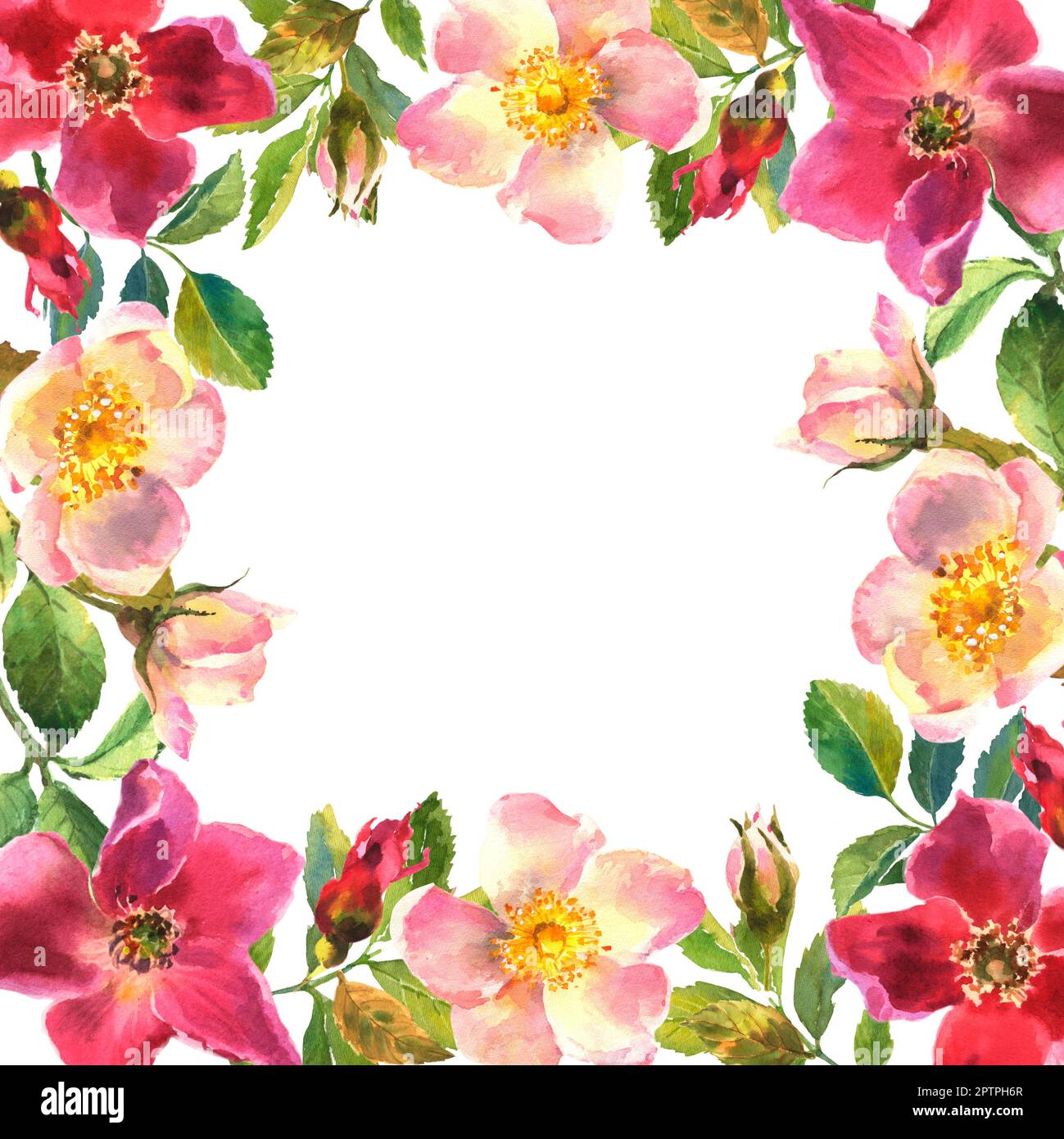 Rosehip Frame. Flowers, leaves and fruits of wild roses. Briar ...