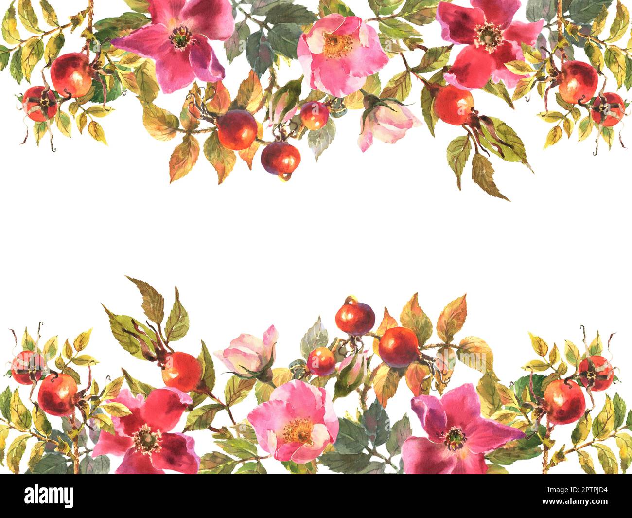 Watercolor hand painted wild rose floral banner isolated on white ...