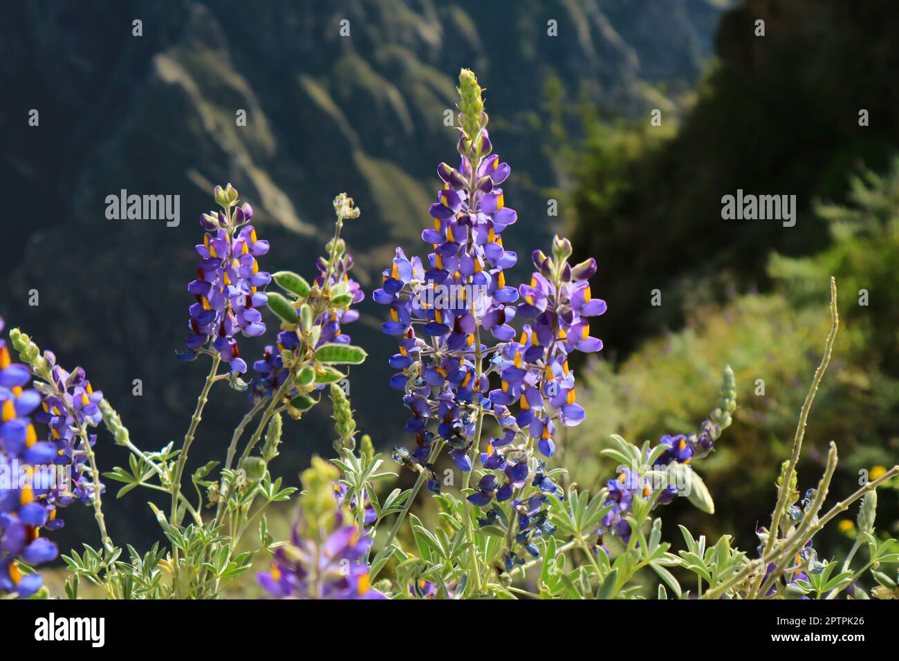 Closeup of Wild Andean Lupine Flowers with Blurry Andean Mountains in the Backdrop, Colca Canyon ...