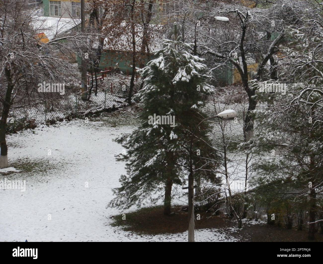 Tall spruce grows in a the yard in winter Stock Photo - Alamy
