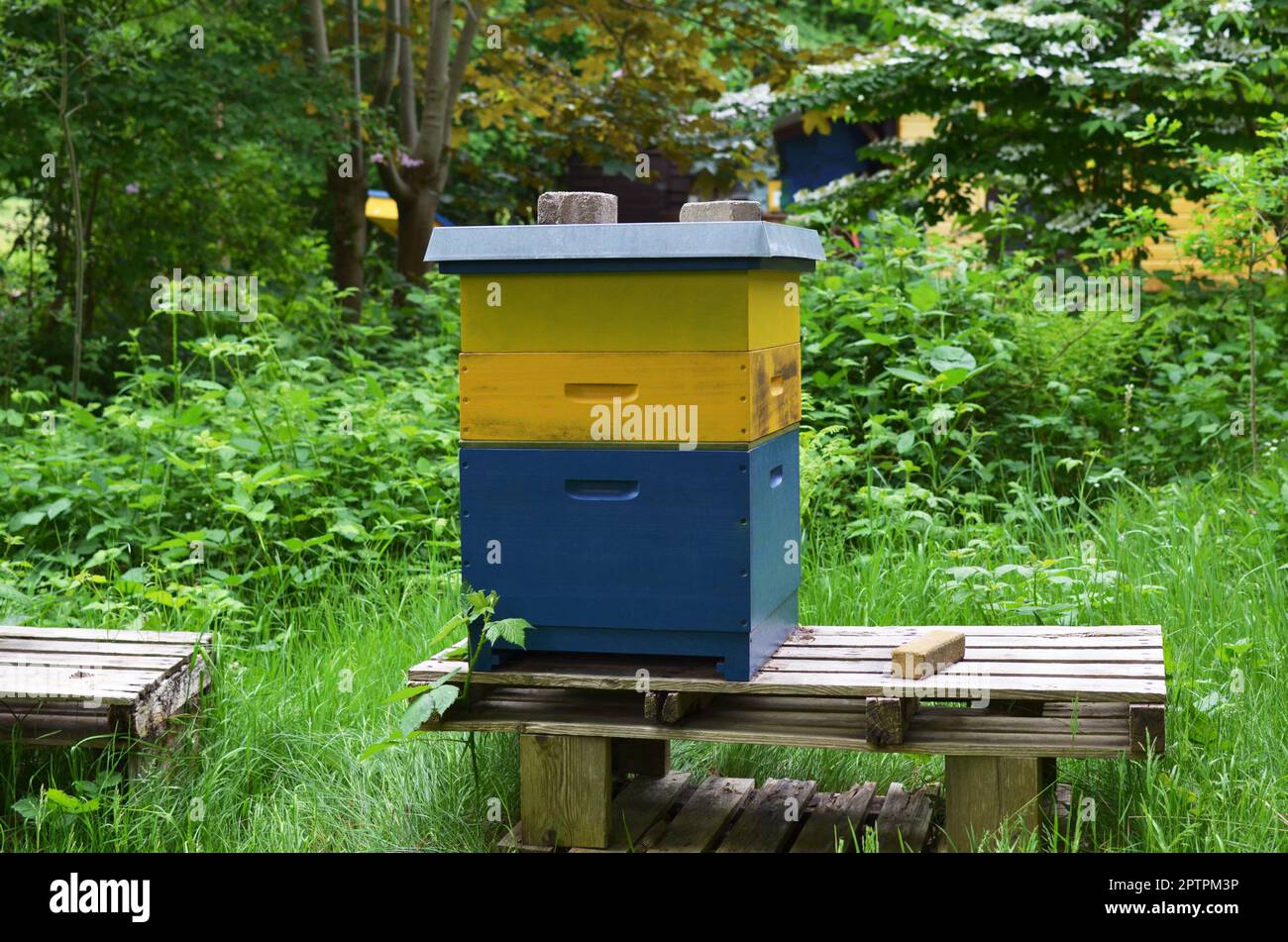 One blue and yellow wooden beehive at outdoor apiary Stock Photo - Alamy