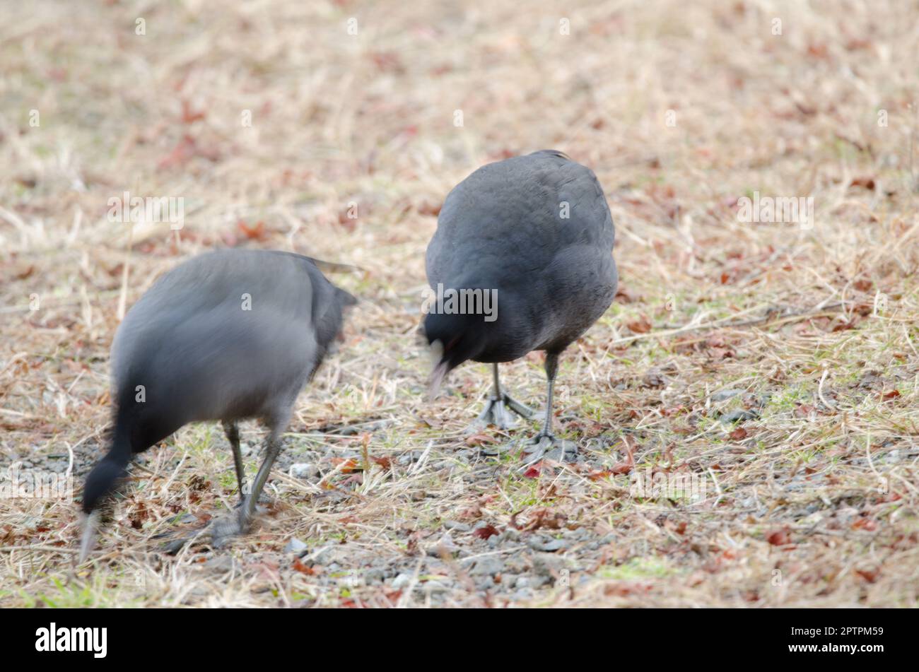 Eurasian coots Fulica atra searching for food. Picture blur to suggest ...