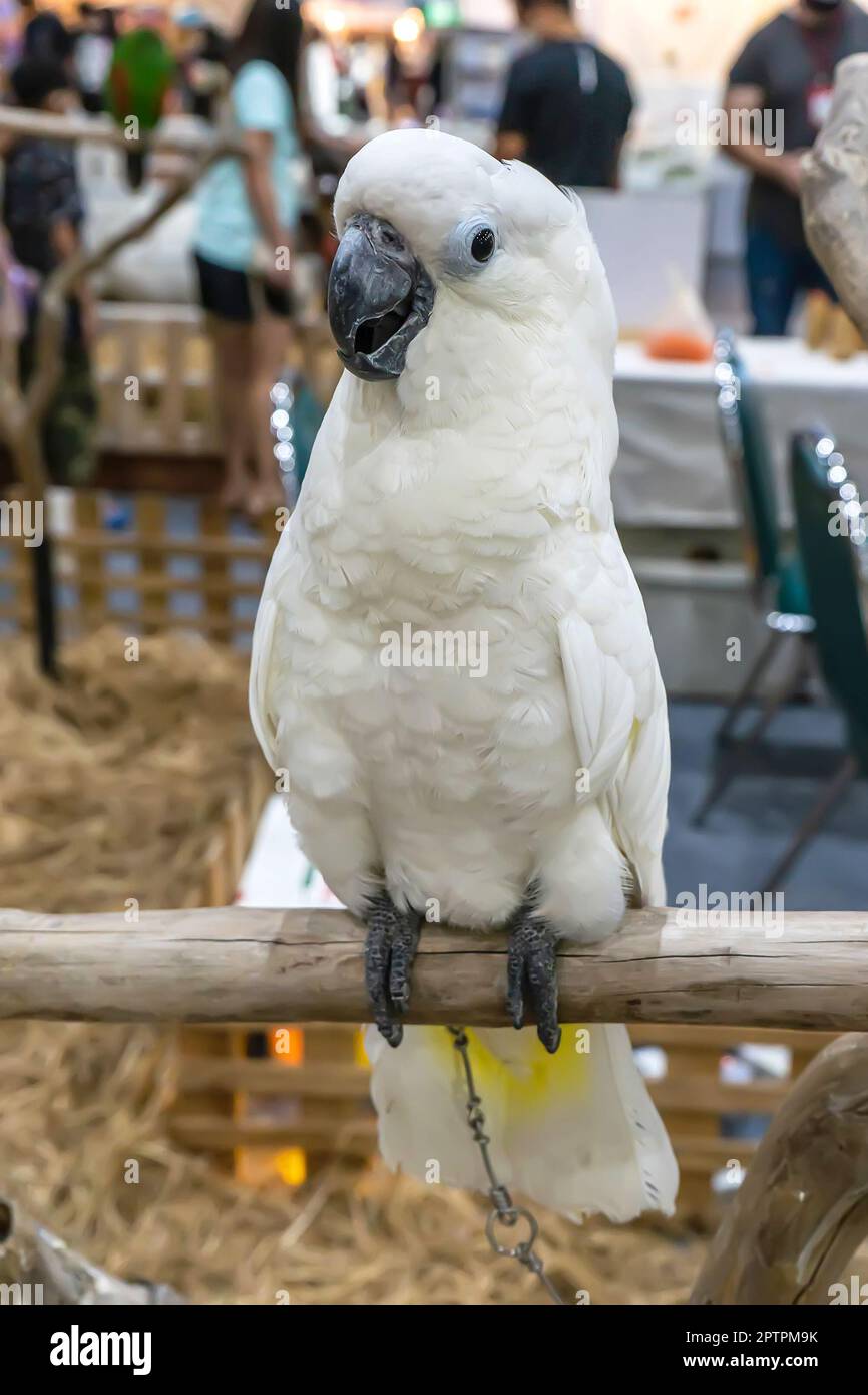 Parrots are posing to take the picture. Bird is a popular pet in ...