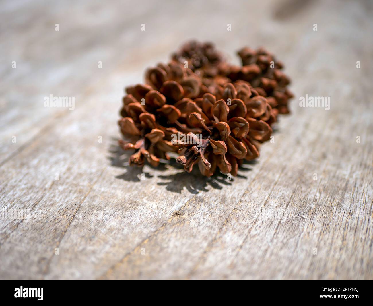 Dried pine cones, Pinus merkusii seeds, shallow focus Stock Photo - Alamy
