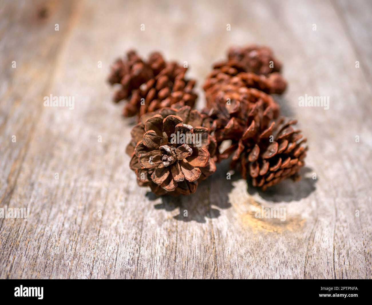 Dried pine cones, Pinus merkusii seeds, shallow focus Stock Photo - Alamy