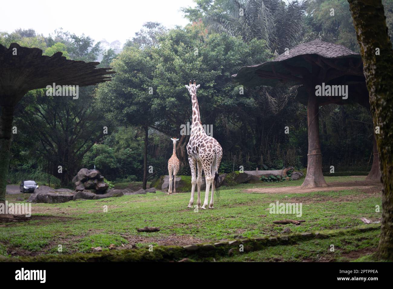 Taman safari hi-res stock photography and images - Alamy