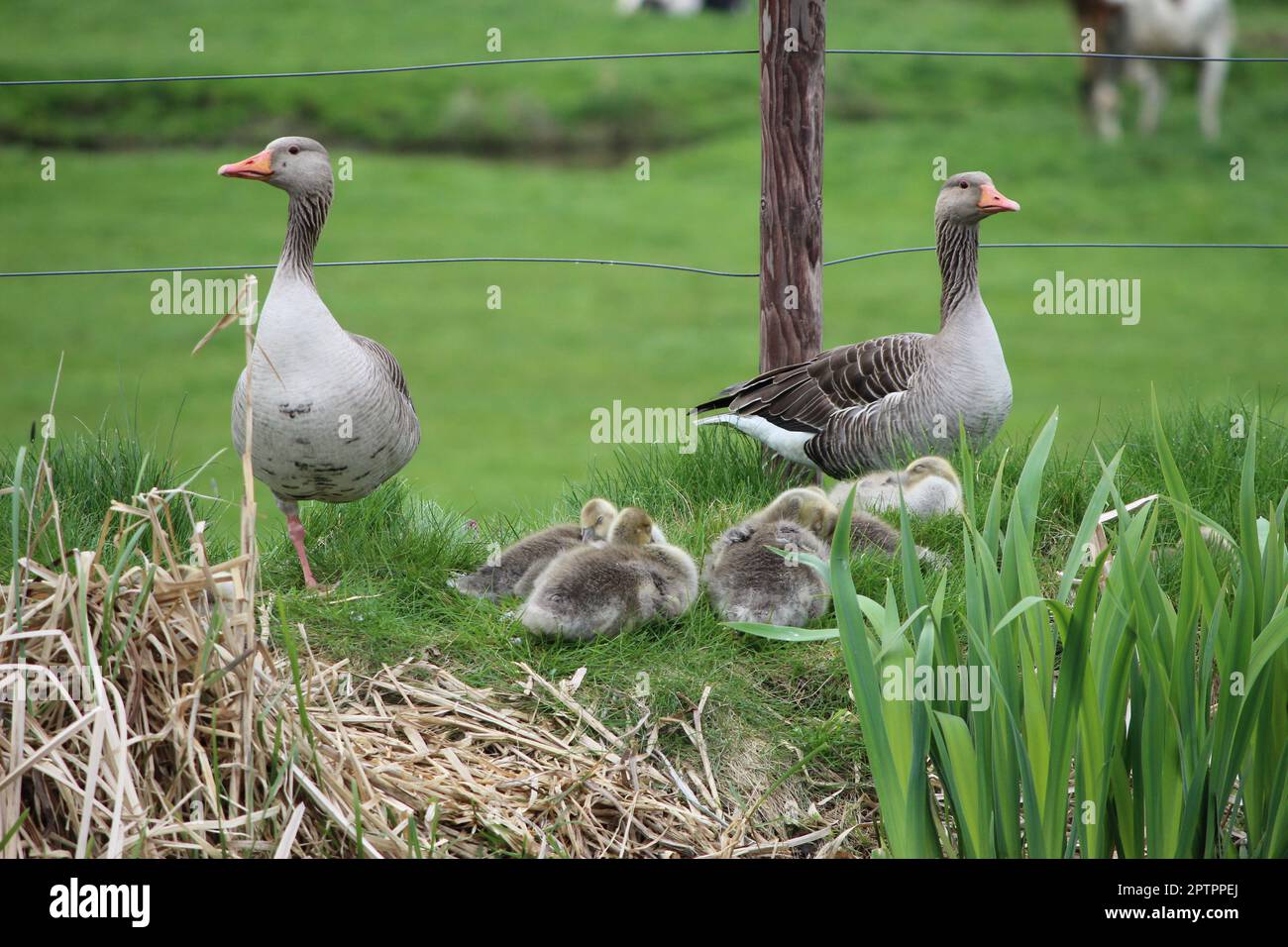 Greylag goose with young on land Stock Photo - Alamy