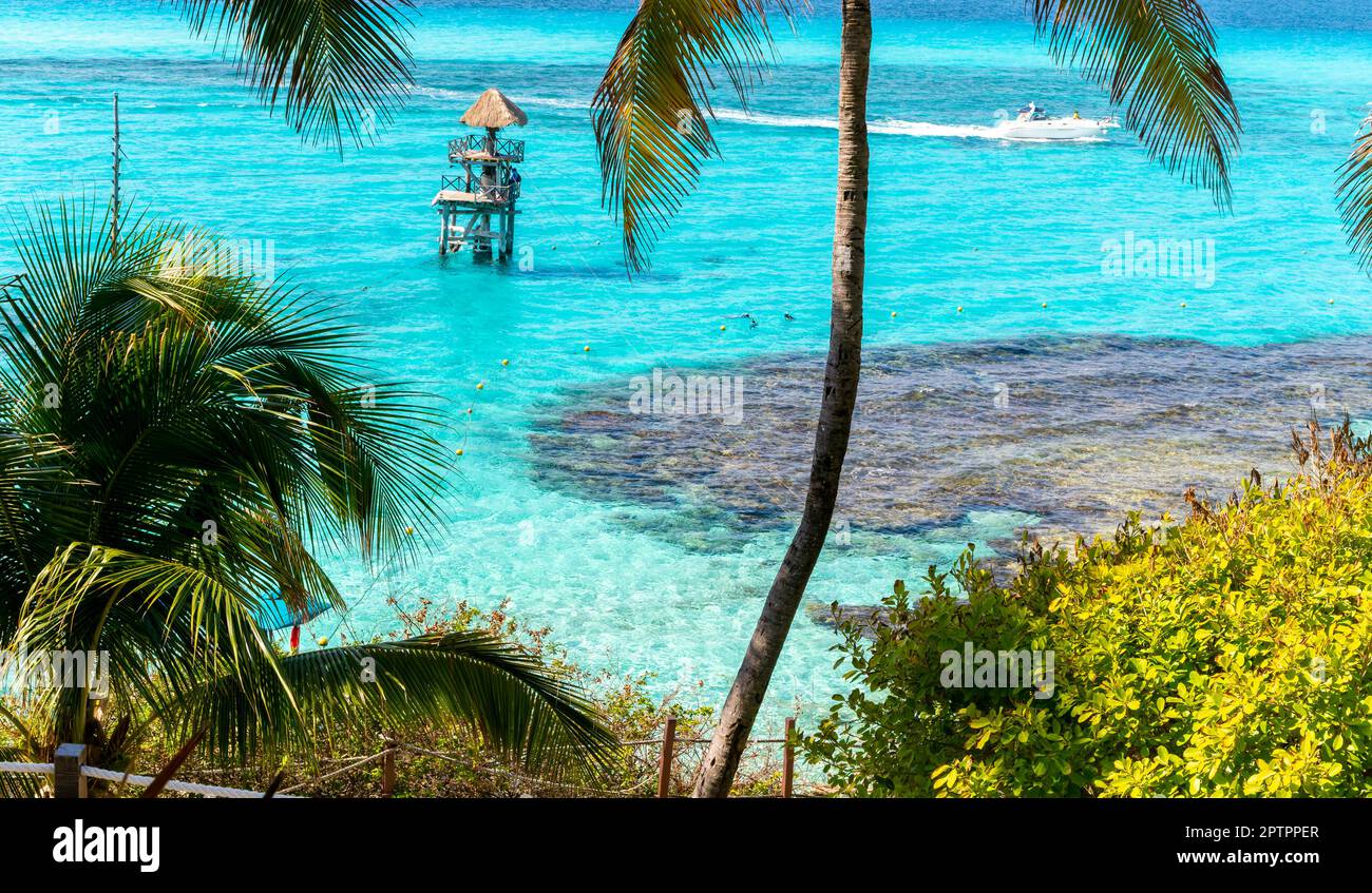 Palm trees at Garrafon Natural Reef park, Isla Mujeres, Caribbean Coast ...