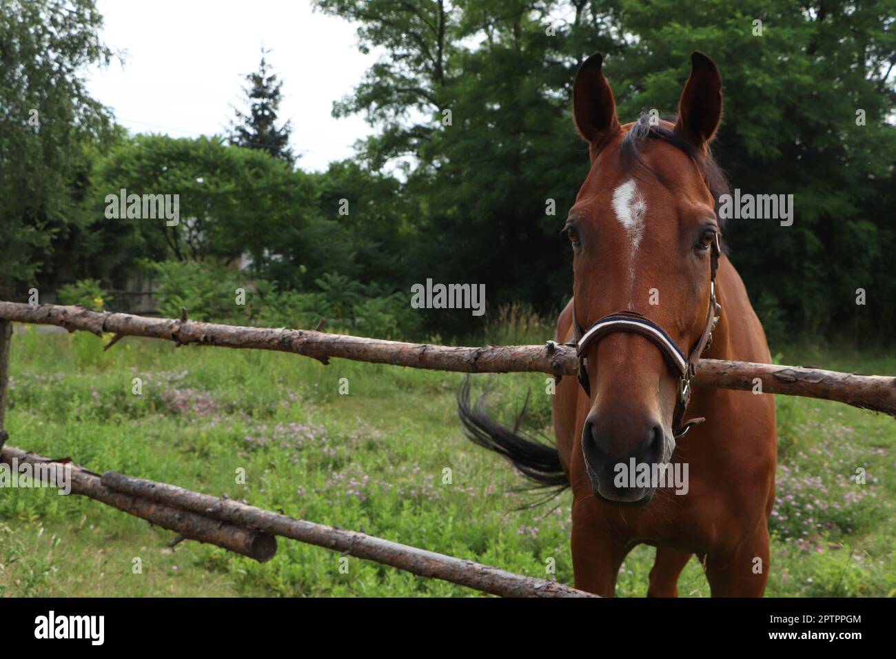 Beautiful horse in paddock near fence outdoors Stock Photo - Alamy