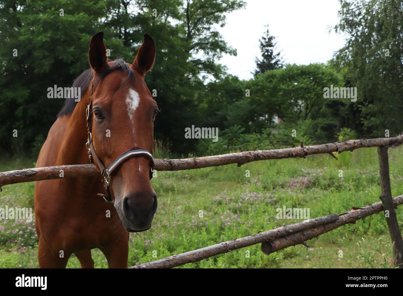 Beautiful horse in paddock near fence outdoors Stock Photo - Alamy