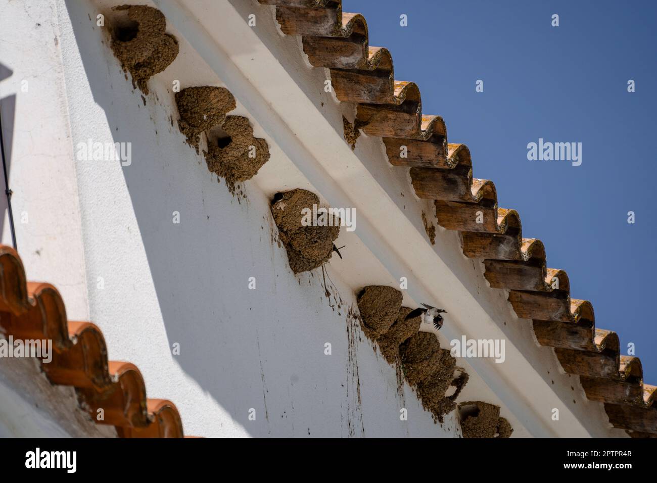 Group of wild swallow nests on the roof of a building in Andalusia ...