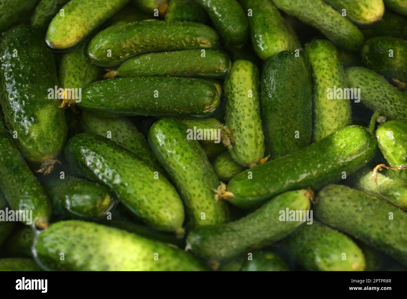 Cucumbers in water hi-res stock photography and images - Alamy