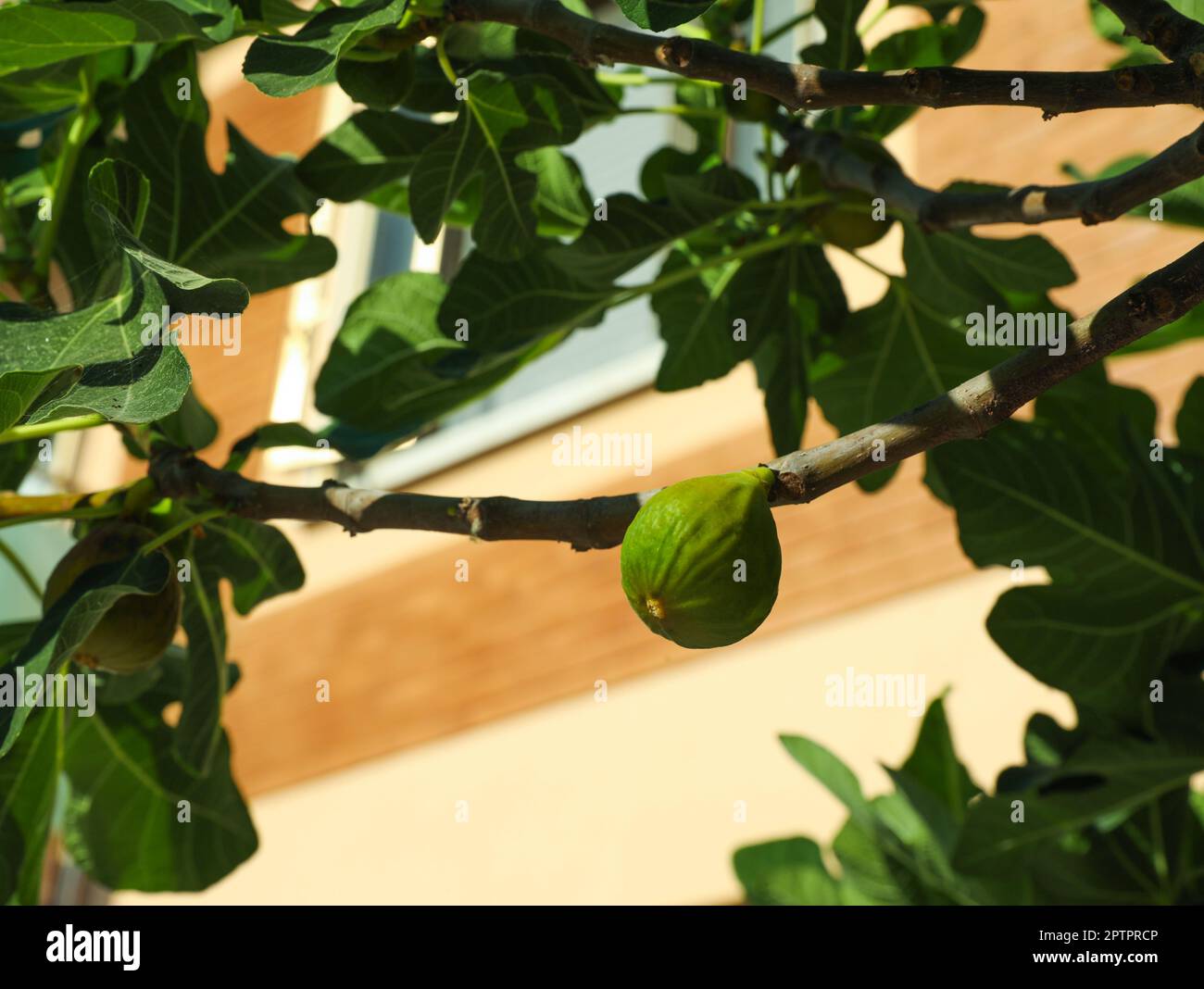 Beautiful fig tree with fruit and green leaves outdoors Stock Photo - Alamy