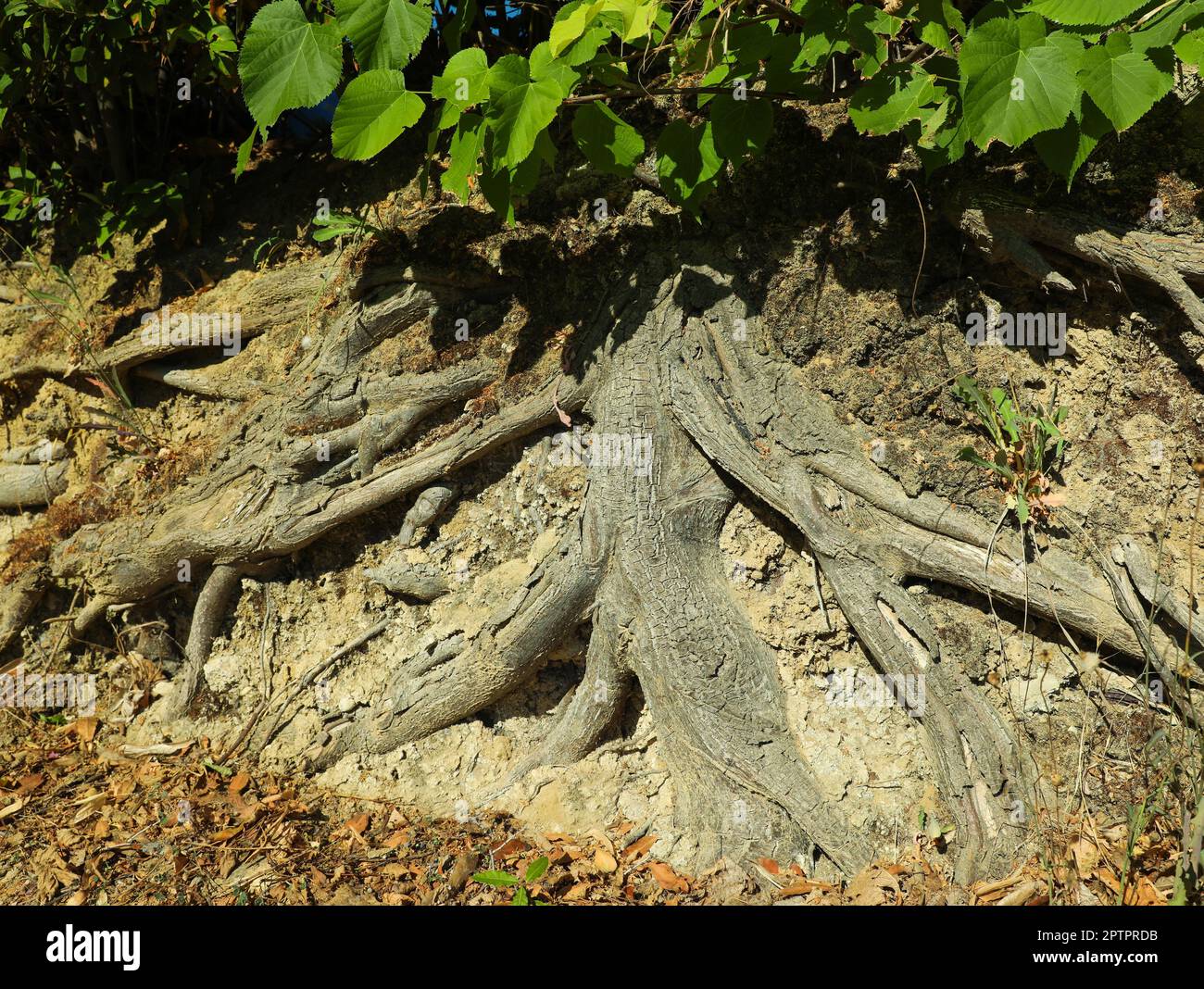 Tree roots visible through ground on sunny day Stock Photo - Alamy