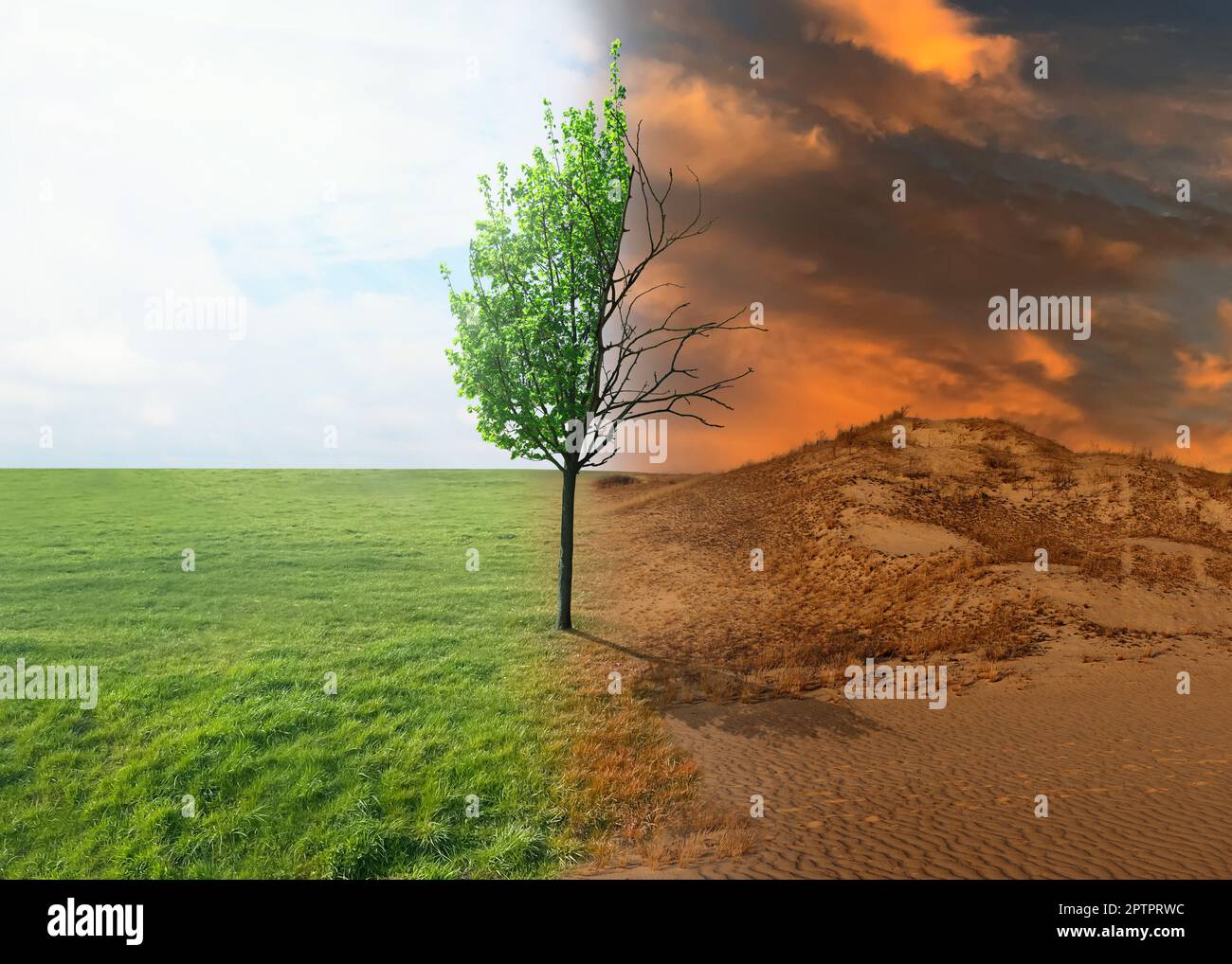 Half dead and alive tree outdoors. Conceptual photo depicting Earth ...