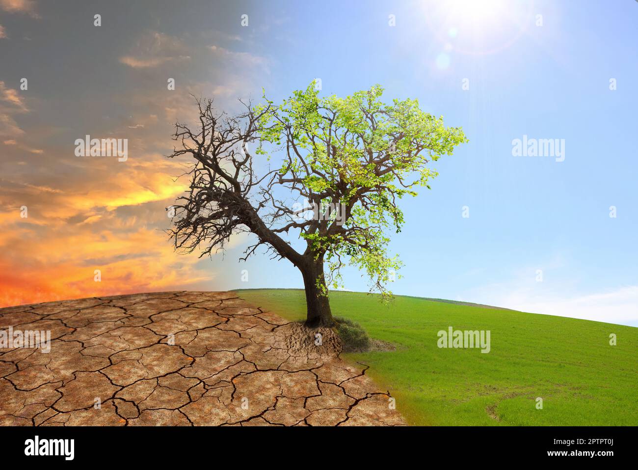 Half dead and alive tree outdoors. Conceptual photo depicting Earth ...
