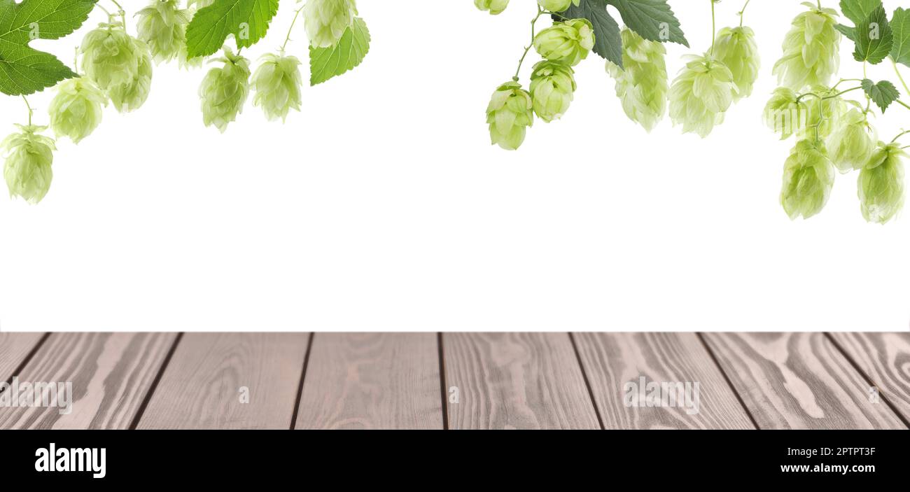 Branches of fresh green hops and empty grey wooden surface on white ...