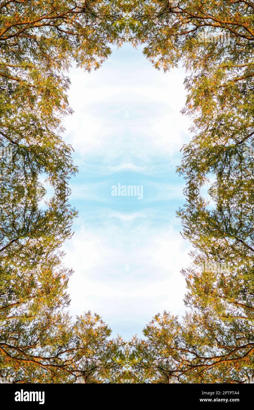 Spring tamarind branches on the blue sky. A majestic green tamar Stock ...