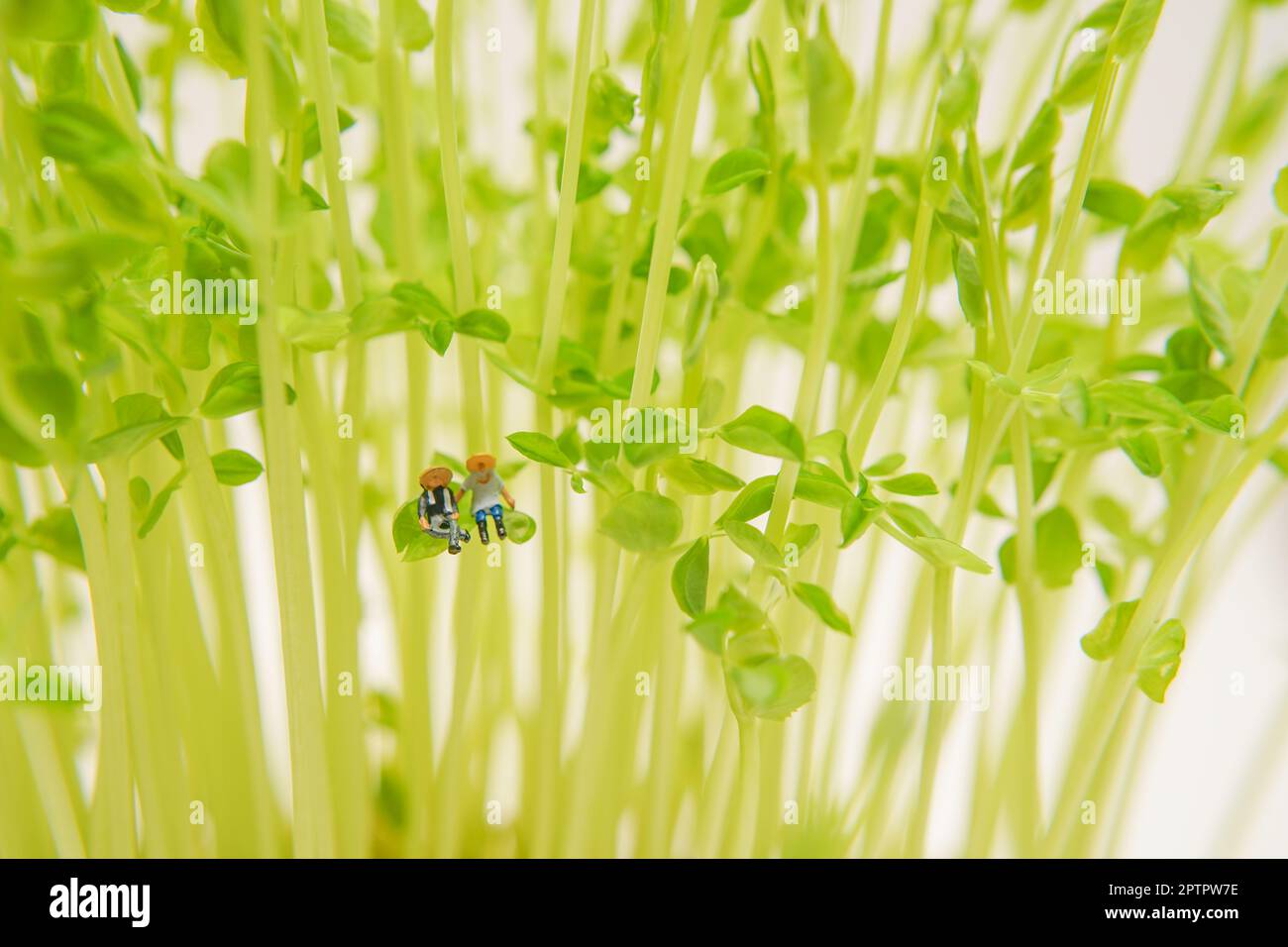 Small person sitting in tree leaves. Shooting Location: Yokohama City ...