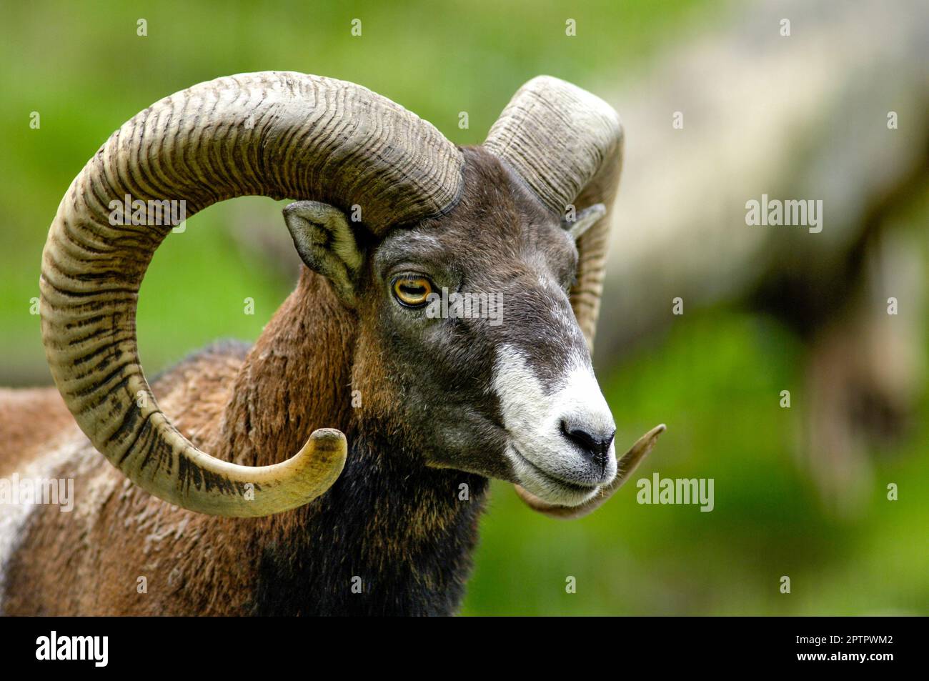 Detached head portrait of male mouflon Stock Photo - Alamy
