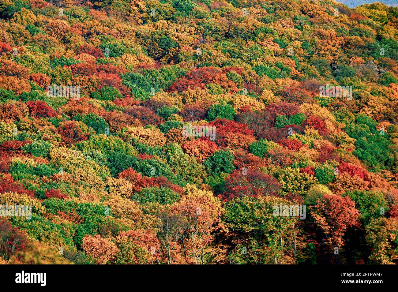 Bird's eye view of the canopy of deciduous trees in a deciduous forest ...