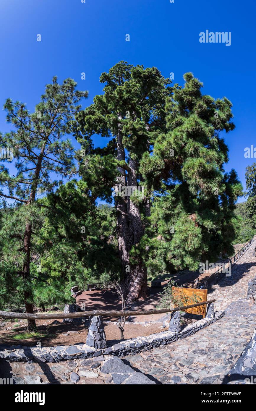 Canarian pine El Pino Gordo, the oldest (about 800 years old) and ...