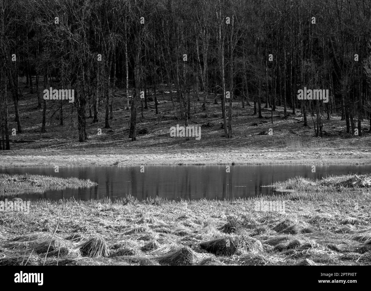 Branch next Black and White Stock Photos & Images - Alamy