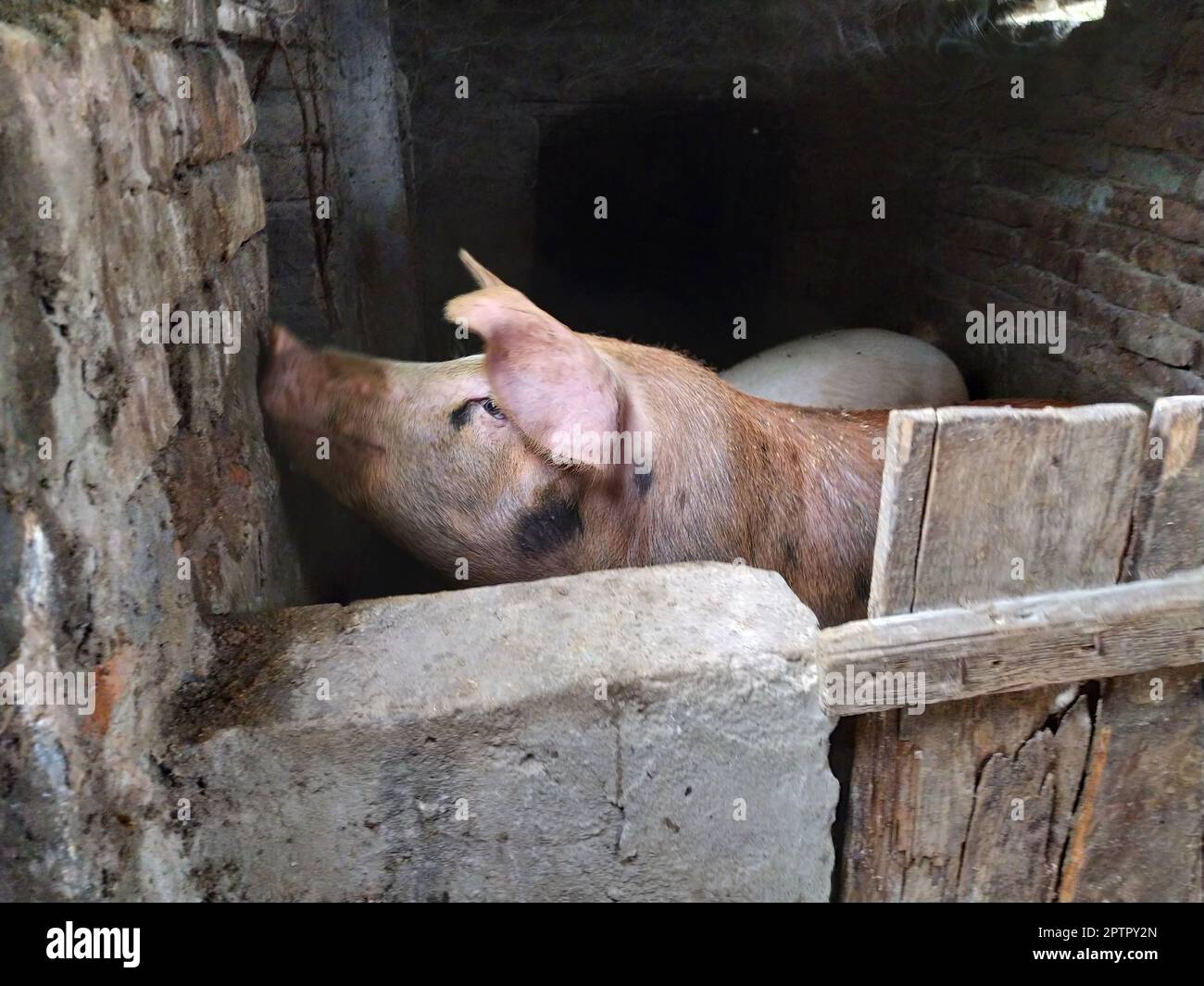 A pig with a brown skin in a pigsty. Agriculture. Pork production. Pig ...