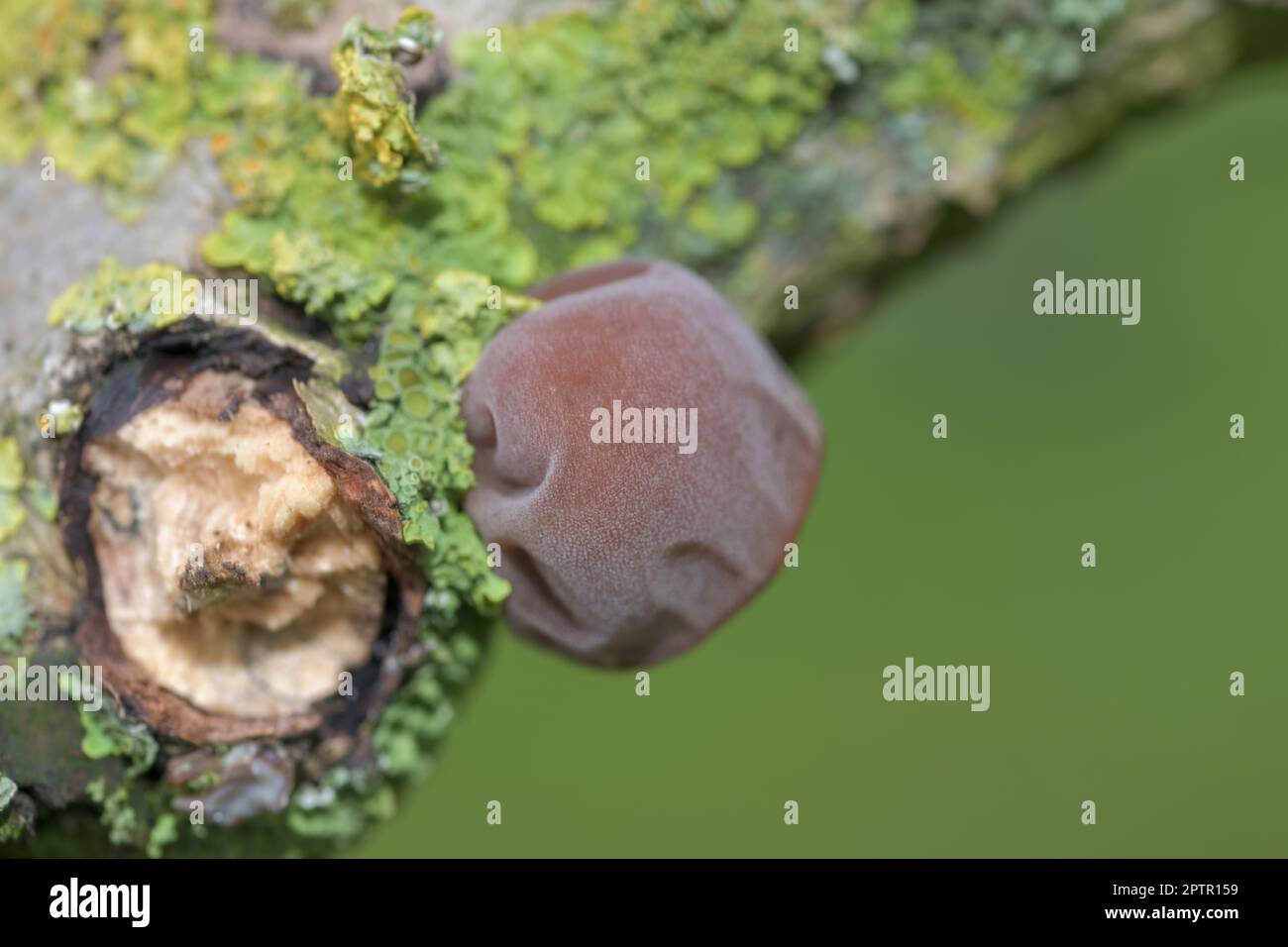 An individual Jelly Ear, Auricularia auricula-judae, velvety, ear ...